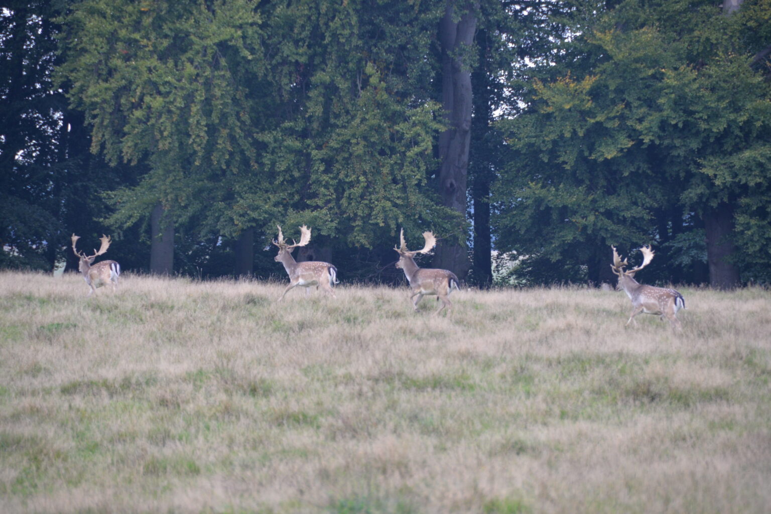 Kapervogn i Dyrehaven. – Her finder du os: Kaperpladsen Dyrehavsbakken (bag Cirkusrevyen ...